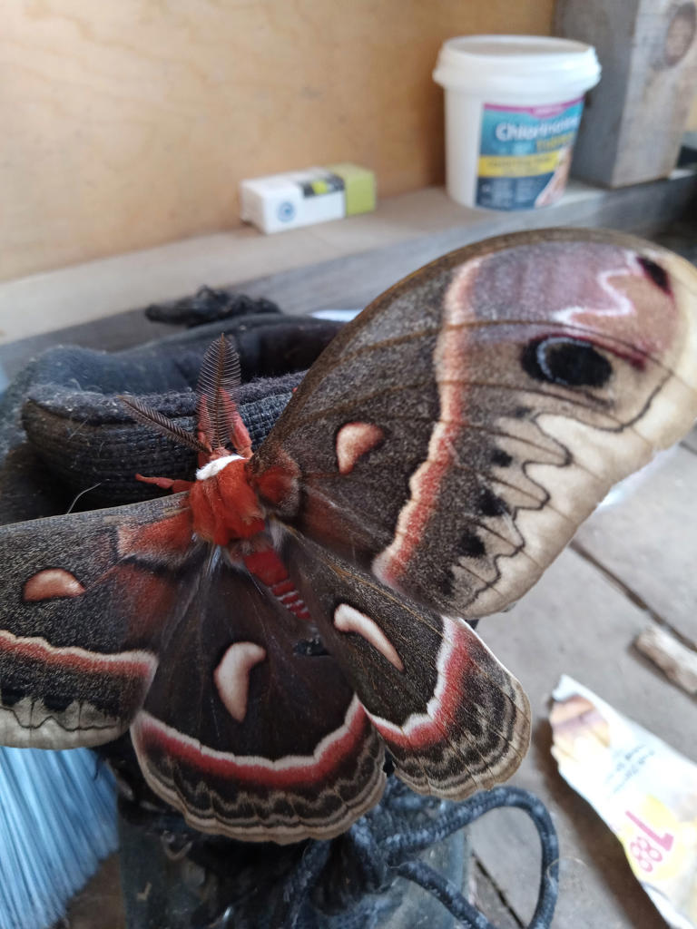 Vermont resident snaps photo of North America’s largest moth