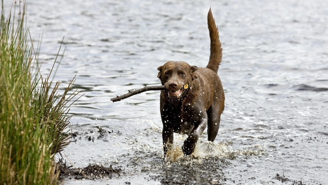 Dog swept away in flood reunited after drone search
