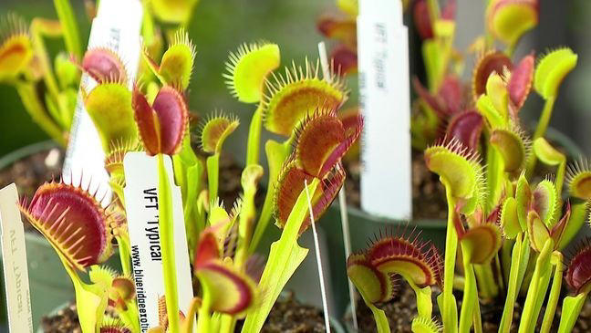 Growing your garden? Plenty of plants for purchase at the Arboretum's ...