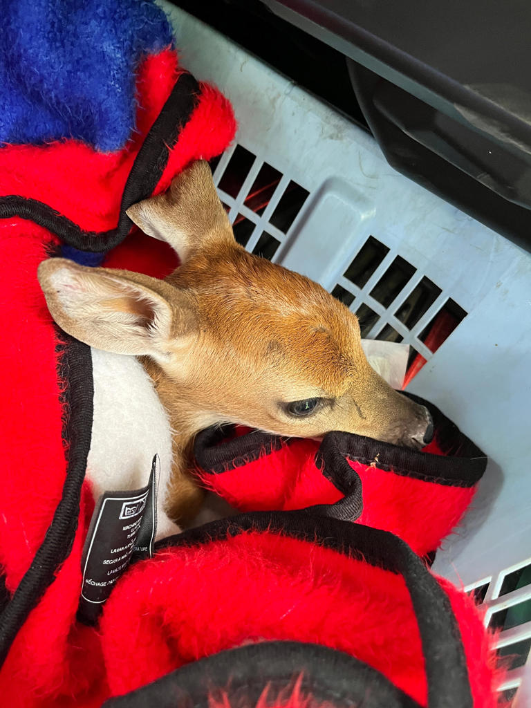 Find a baby deer in your yard? Here are some wildlife do's and don'ts