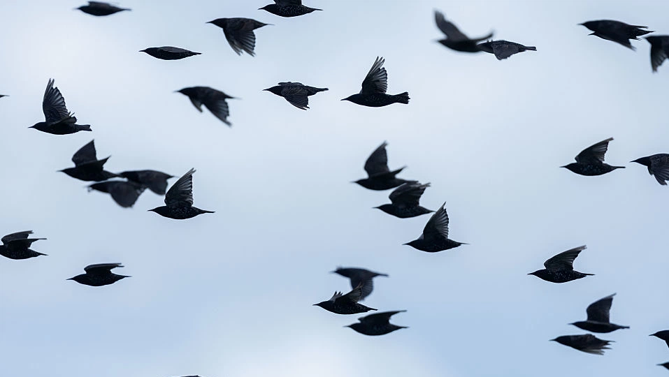 Backyard bird feeding made simple and safe