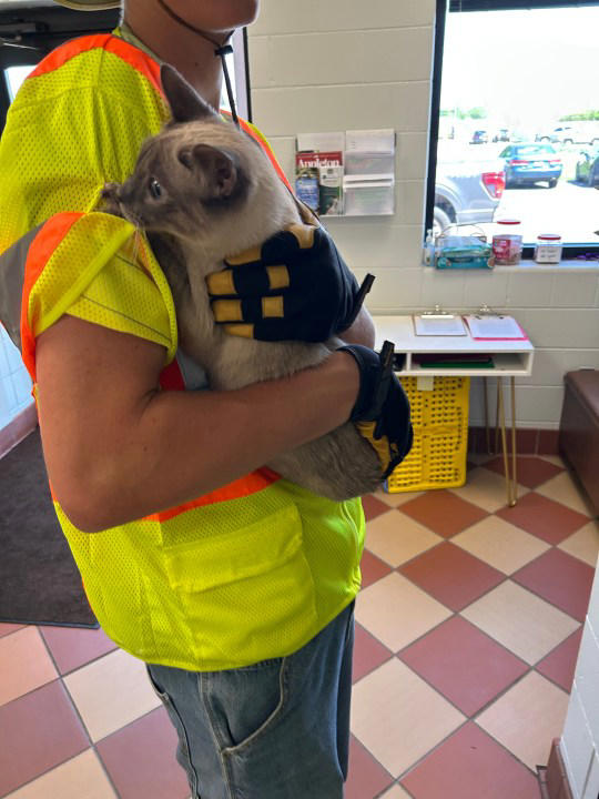 Outagamie County highway workers rescue 12 cats trapped in overheating car