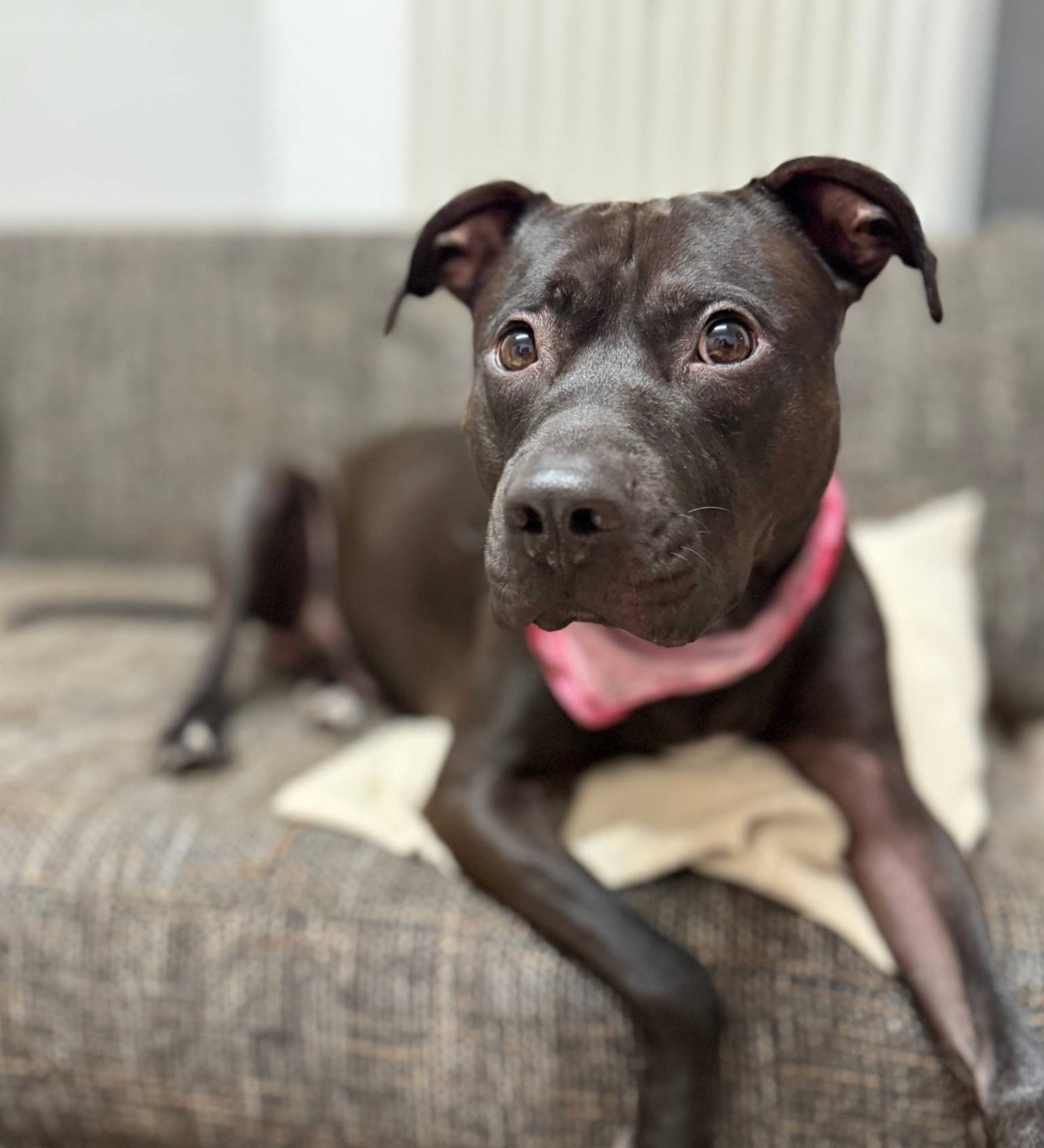 Watch this pit bull's calm reaction to his sister's sticker fashion ...