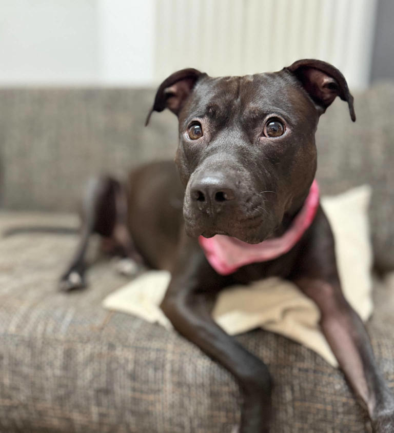 Watch this pit bull's calm reaction to his sister's sticker fashion ...