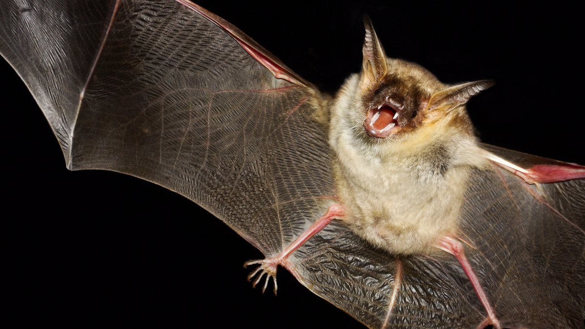 Rabid bat found inside suburban home marks first of the year in McHenry ...