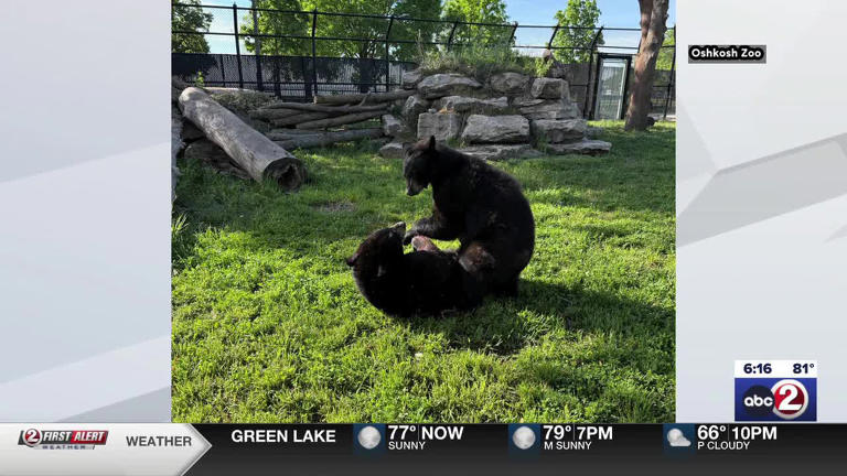 Menominee Park Zoo welcomes new addition to black bear exhibit