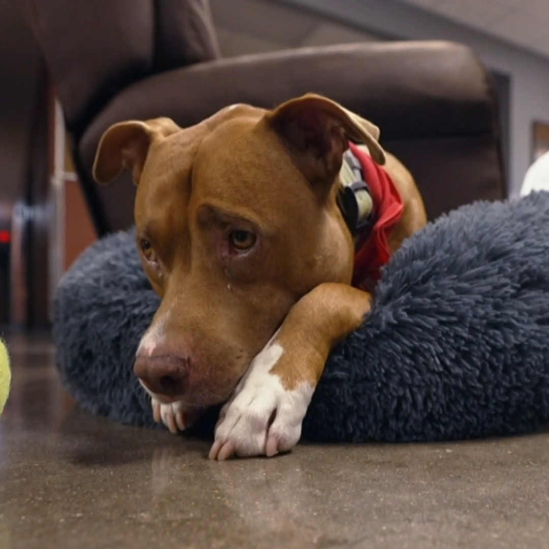 When a Texas man was forced to give up his dog, a fire station gave him ...