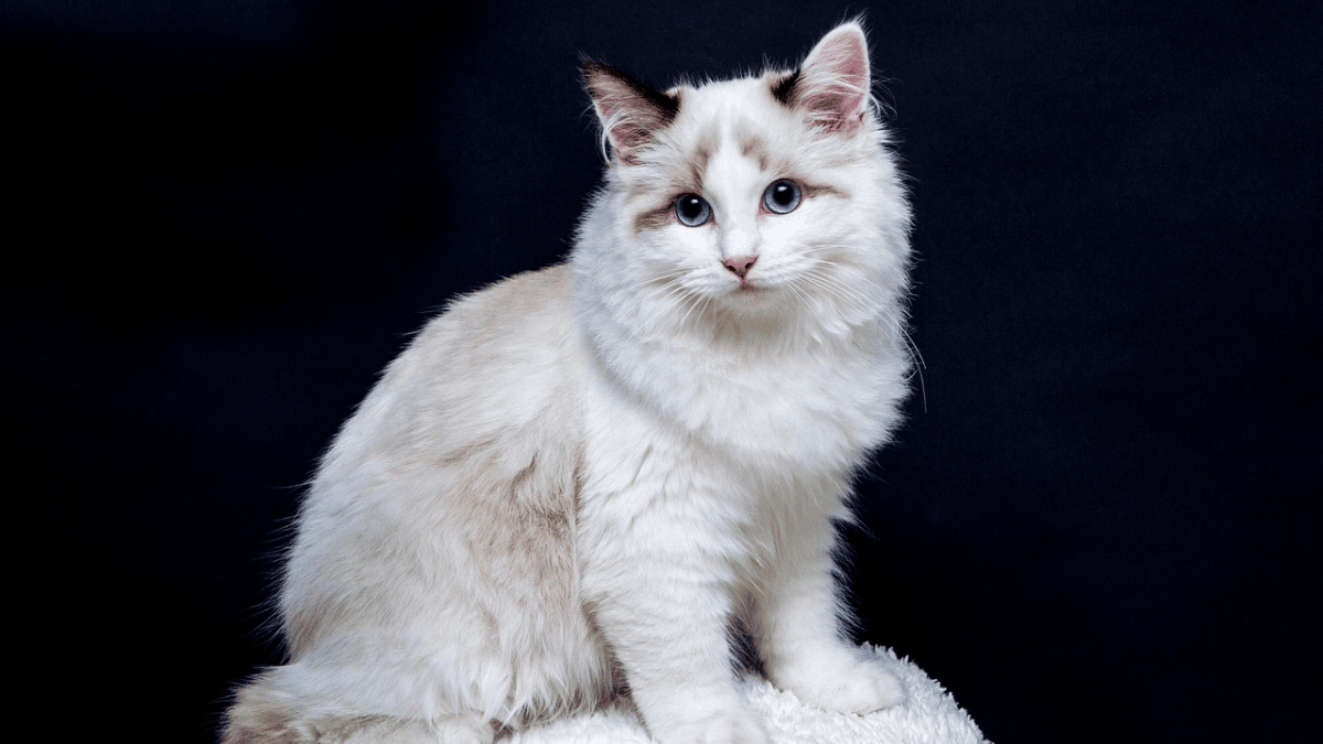 Which are the wildest cats in the world? These 12 breeds will surprise you
