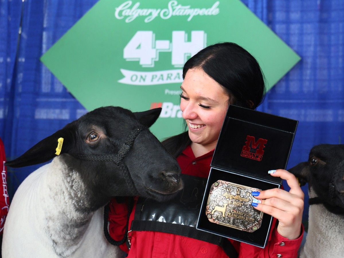 Calgary Stampede 4-H on Parade rings in 50 years with record-sized ...