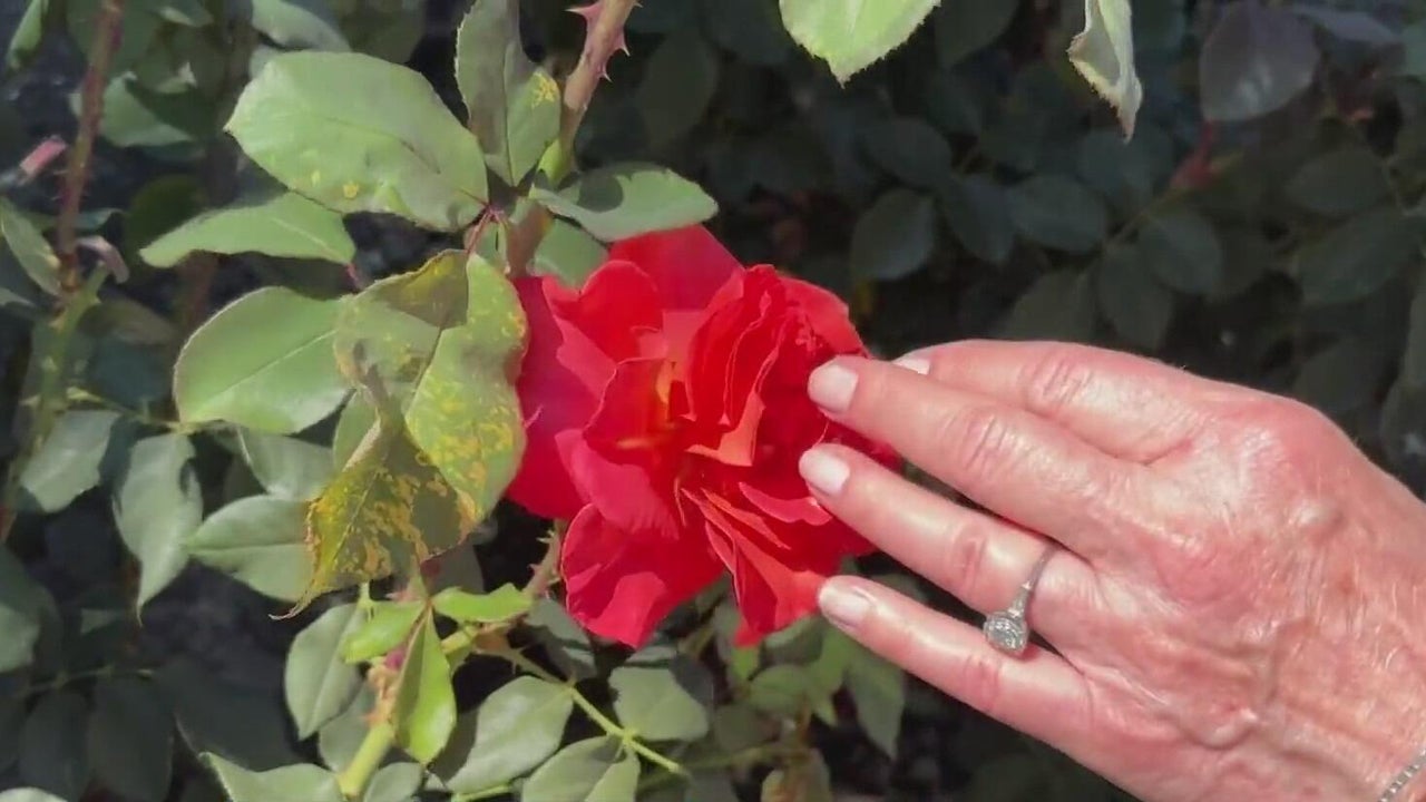 How Stockton gardeners aim to provide mental health benefits with local ...
