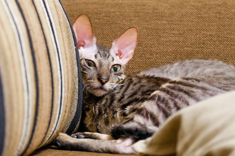 The cutest cat breeds of all time