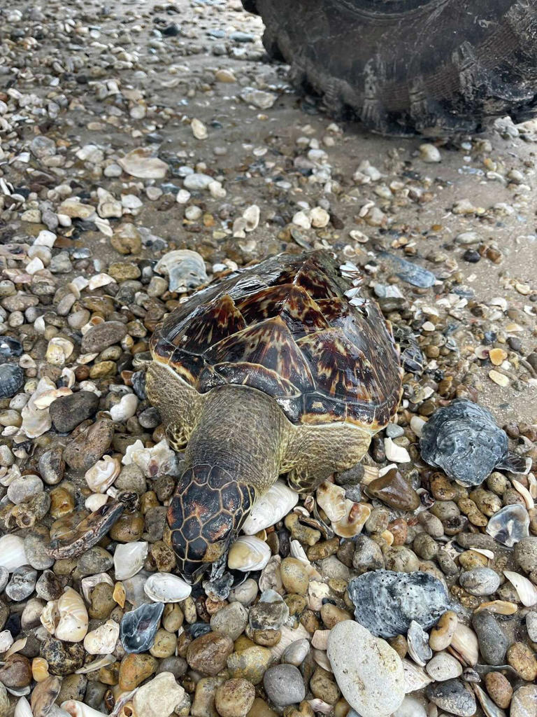 One of Texas' rarest sea turtles has now washed ashore twice in days