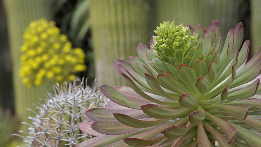 Succulent care tips for thriving plants year-round