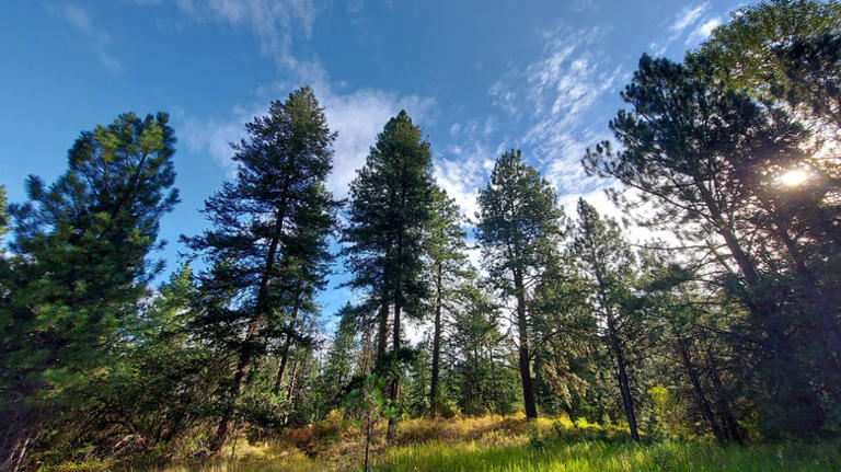 Idaho's serene forest is an outdoor adventure haven with scenic trails ...