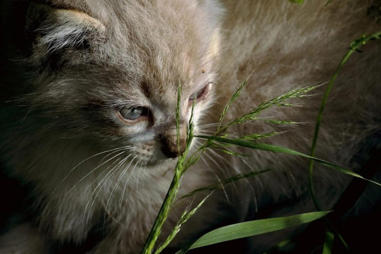 Gato de Pallas o manul: características, hábitat, comportamiento y ...