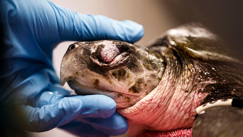 Rare hybrid sea turtle Earl Grey released after rehab