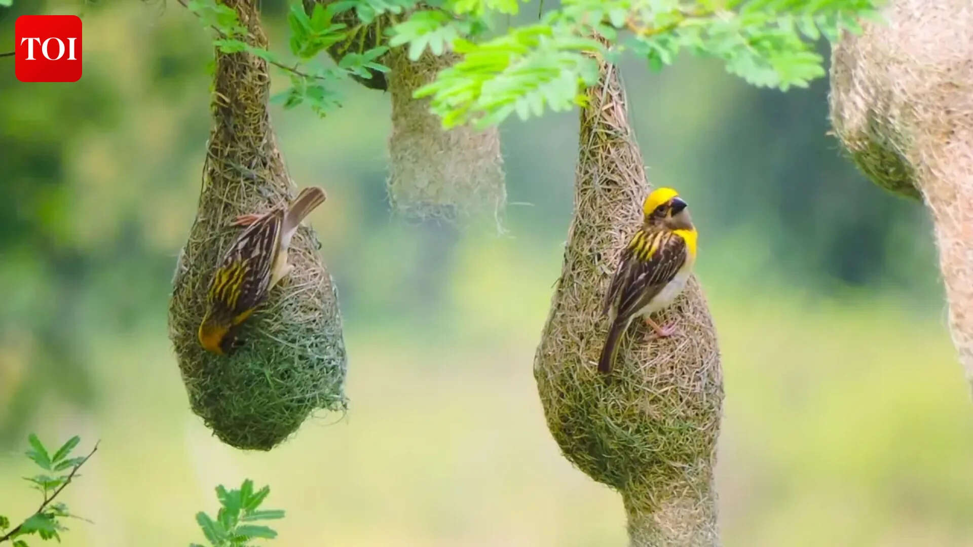 Upholding Darwin’s theory of evolution: Baya weavers’ genius nests may ...