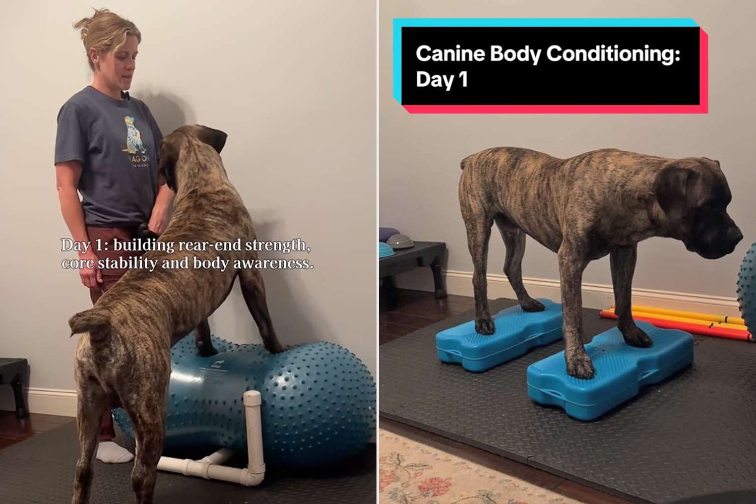 She wanted a 'safe' space to strengthen her Boerboels. So she converted ...