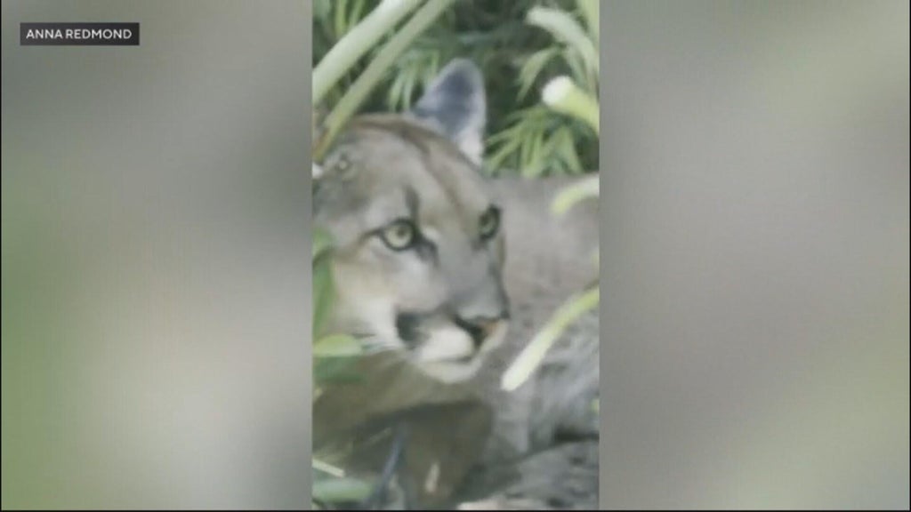 Wildlife officials track mountain lion through Santa Monica neighborhood