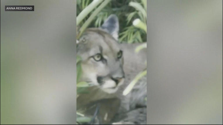 Wildlife officials track mountain lion through Santa Monica neighborhood