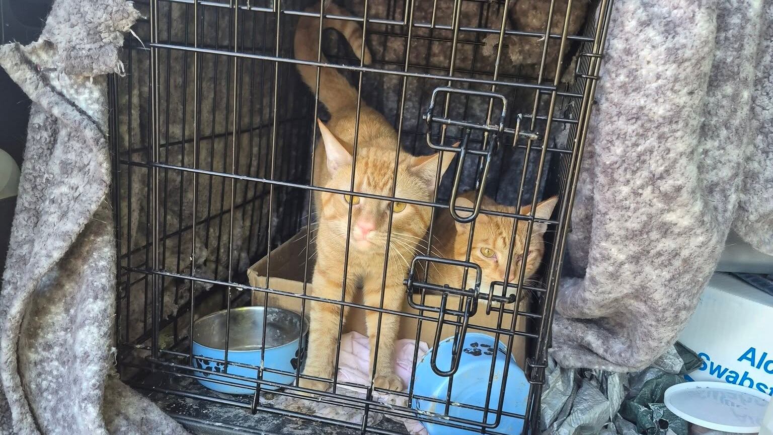 2 cats rescued after being locked in trunk by people who were 'watching ...