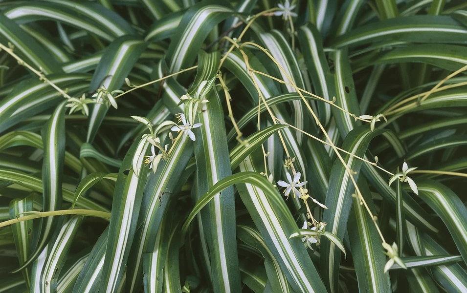 Spider plant secrets for lush, happy growth