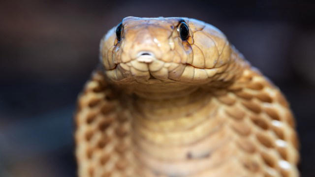 Rare giant king cobra reaches above adult's head in stunning clip
