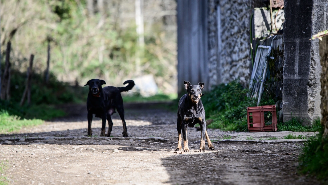 Experts outline 10 common owner mistakes that fuel dog aggression