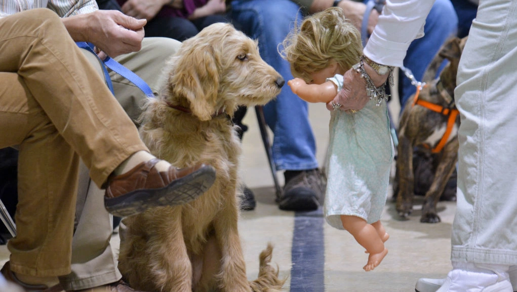 Experts outline 10 common owner mistakes that fuel dog aggression