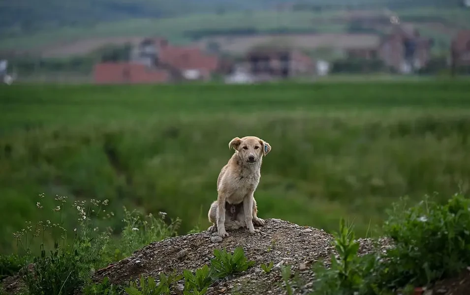 New guidance highlights urgent dog health warning signs