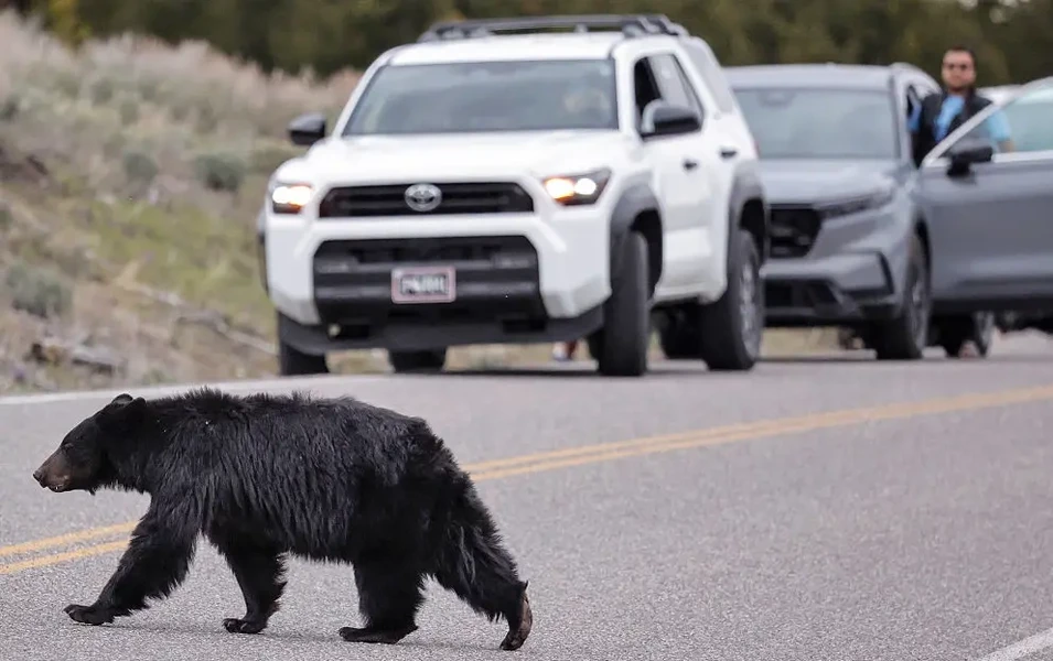 Close bear encounters and rare behavior caught on video