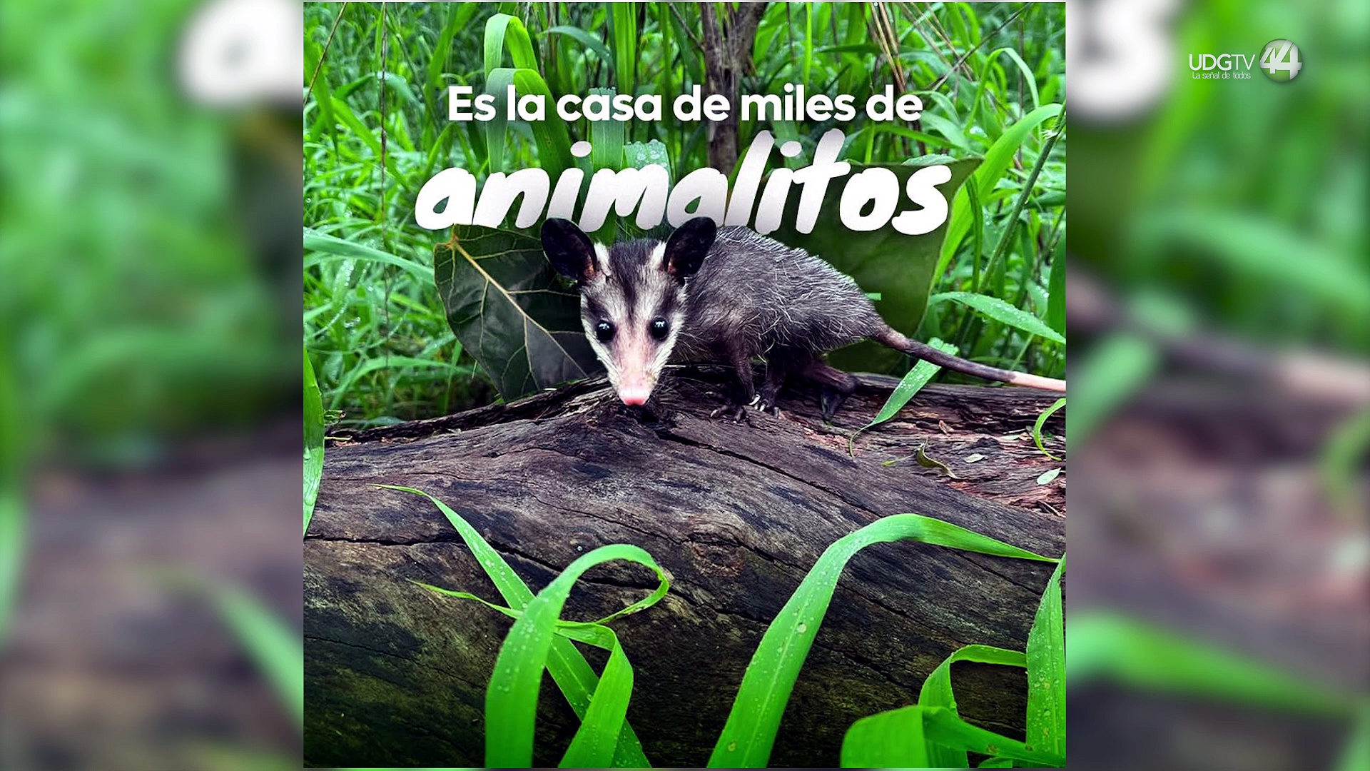 Declaran al Bosque El Centinela y las Cañadas de San Isidro como ANP ...