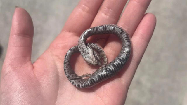 Woman goes to bury 'dead' snake in garage — then it suddenly comes back ...