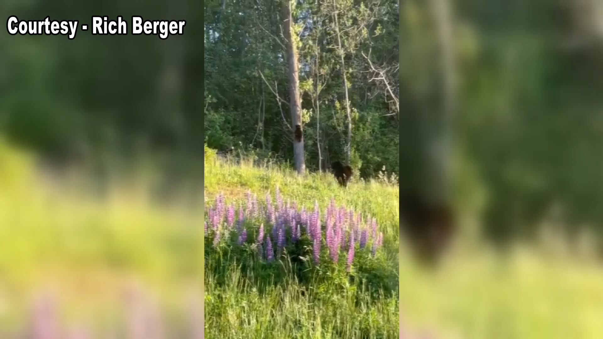 Black bear spotted with cubs in Eau Claire