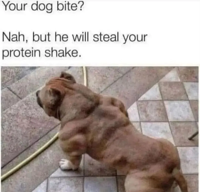 'Who's a good boy?': Dog memes delivering tail wags and belly rub joy ...