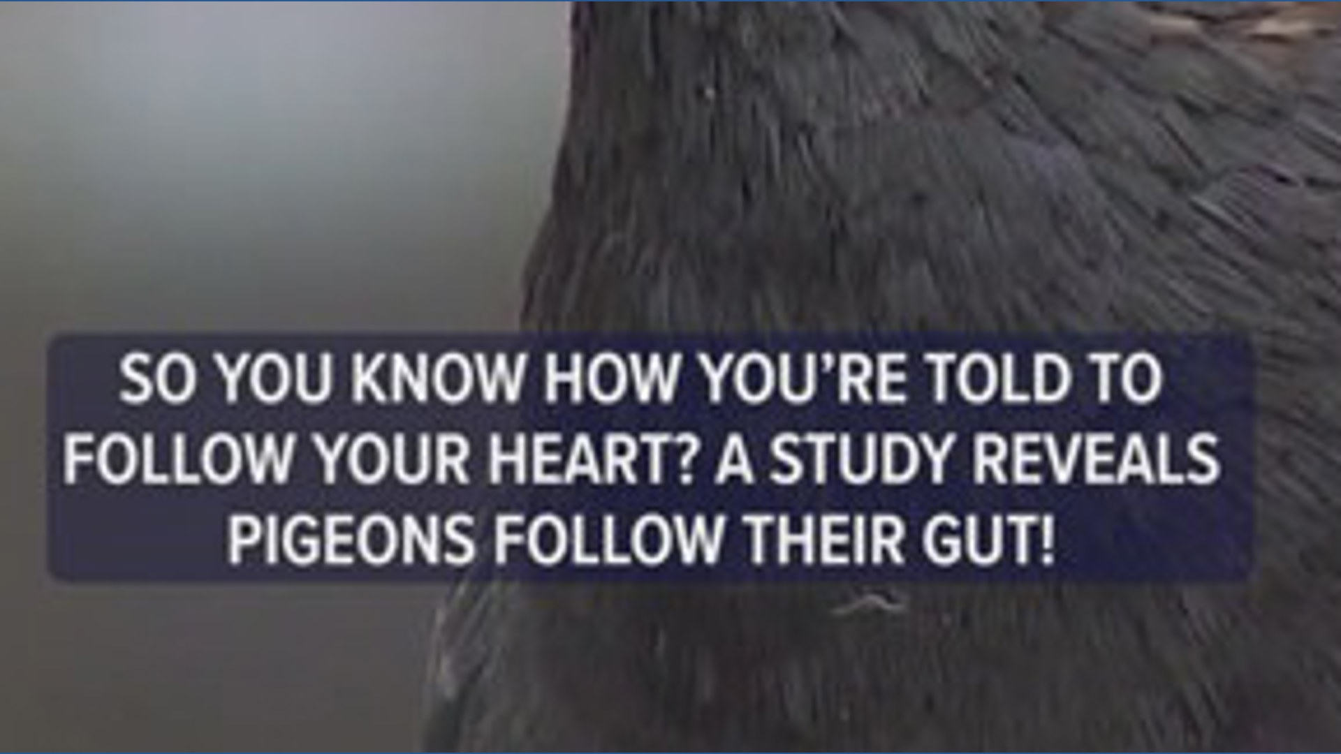Pigeons follow their gut!