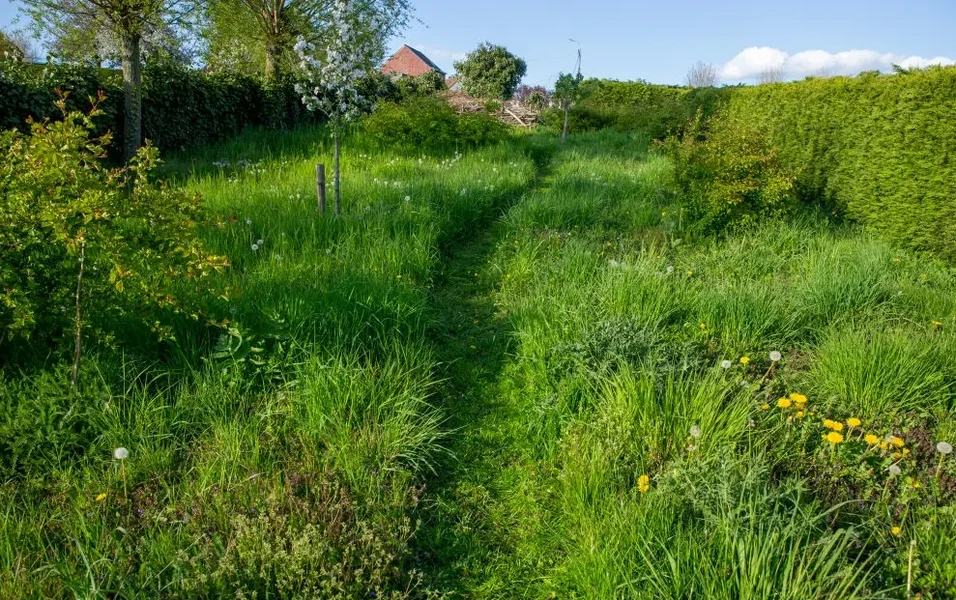 French courtyards and no-mow lawns lead 2026 backyard trends