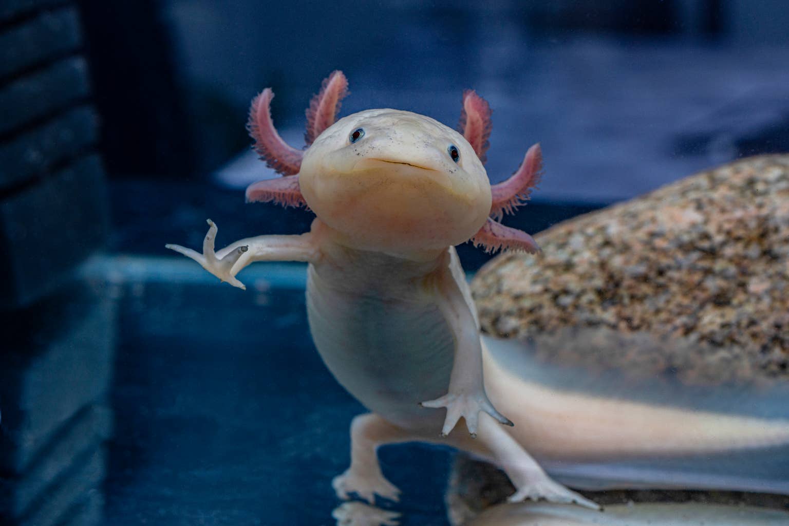 This woman plays tic-tac-toe with her axolotl Kiwi—it's adorable!