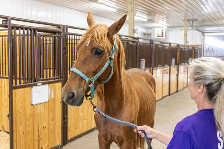 Animal cruelty arrest made after 22 equines rescued by ARL of Iowa