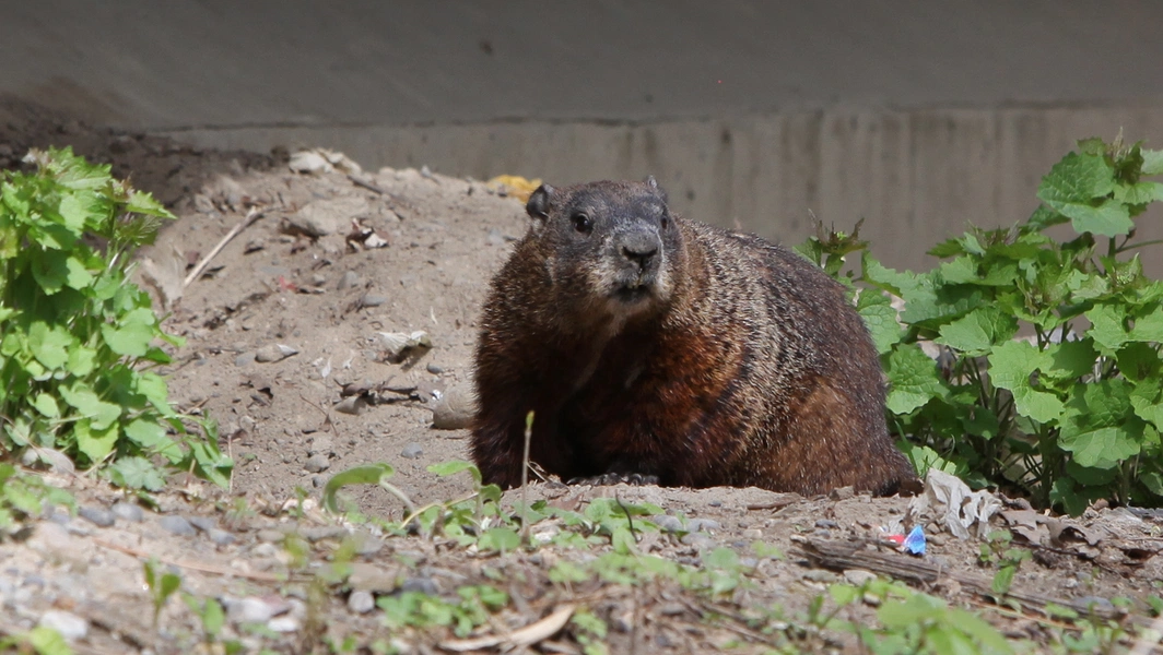 Keep groundhogs out of your garden naturally