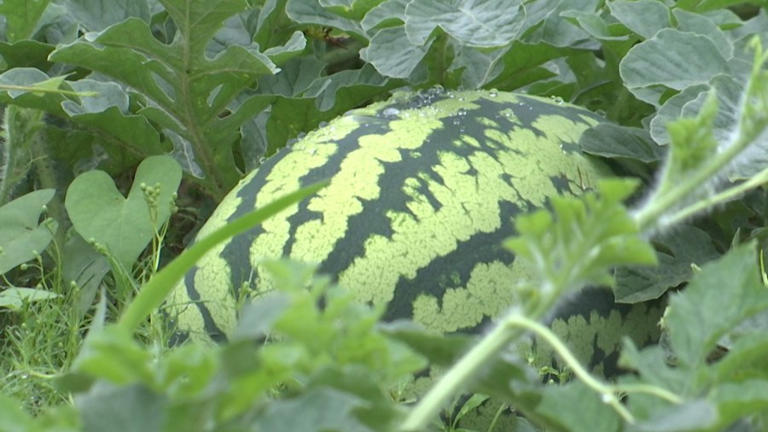 Baldwin County farmers relieved by rain, but seek dry days ahead