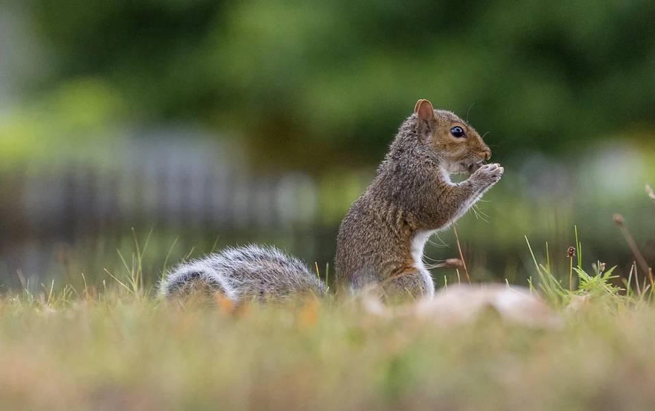 American filbert touted as natural squirrel deterrent for bird feeders