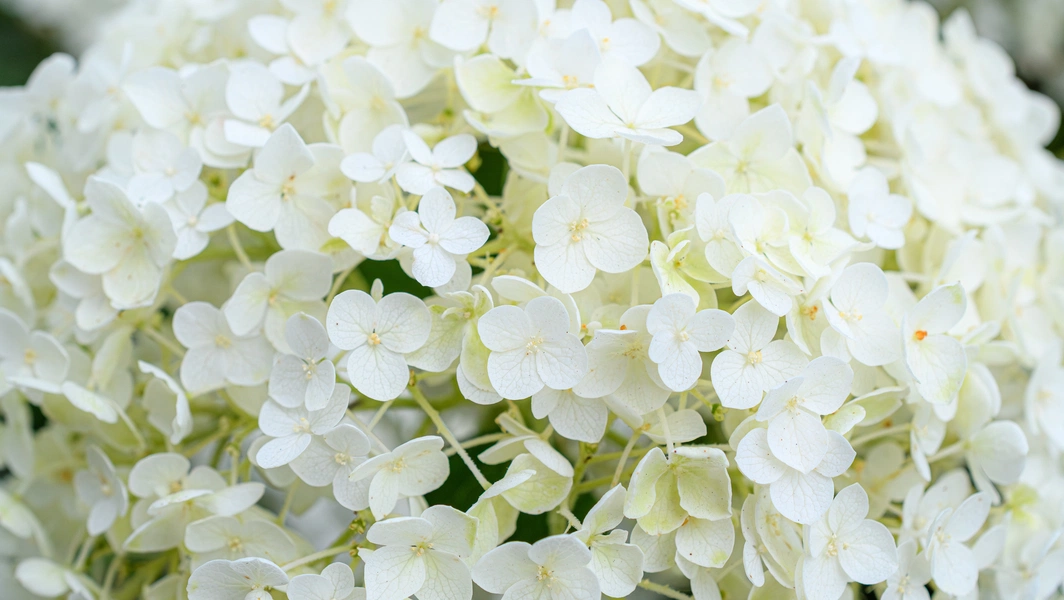 Hydrangea secrets every gardener should know