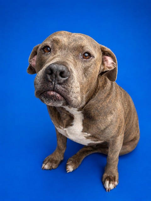 Take your pick from these dogs and cats yearning for a home