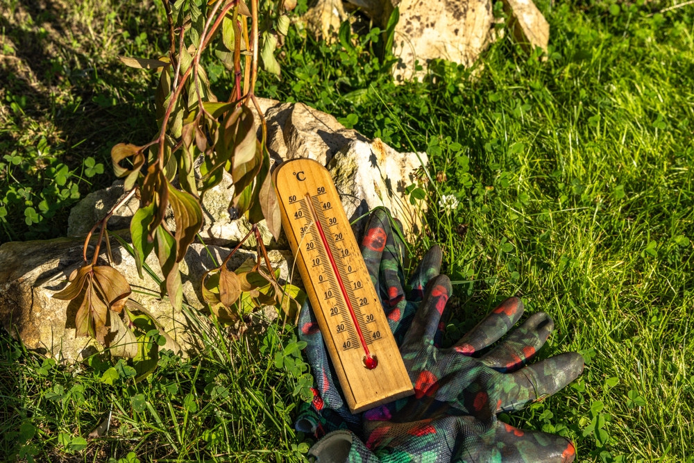 Vague de chaleur : l’erreur fatale que commettent encore trop de jardiniers