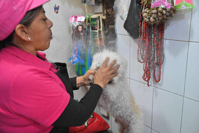 Cleaning the chakras of Ecuador's cats and dogs
