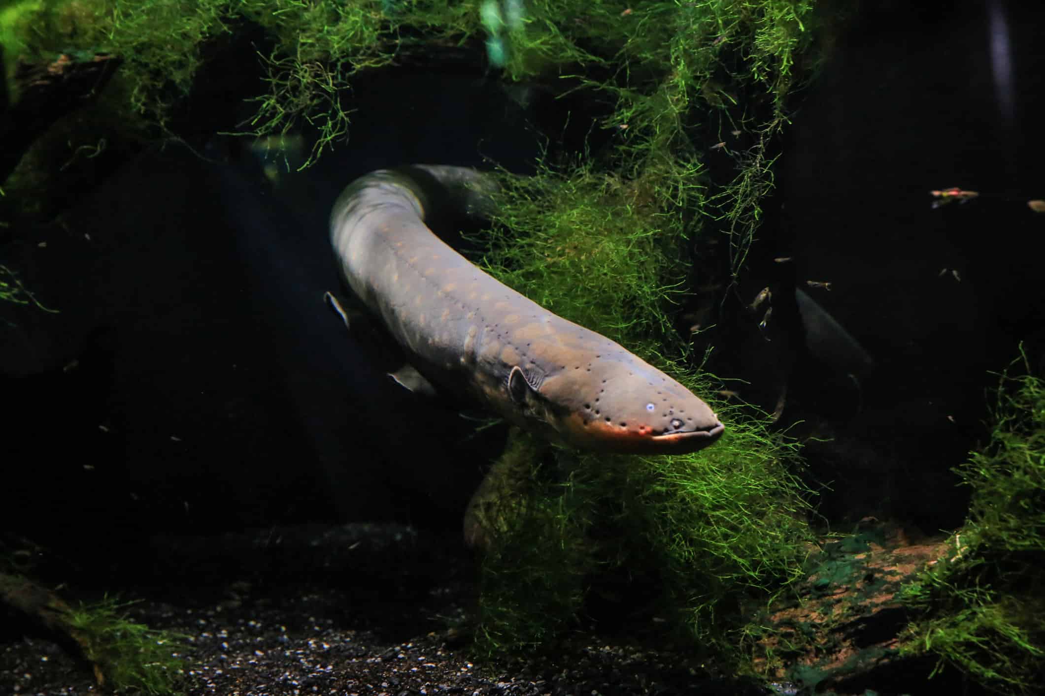 The strangest hunting strategies in nature