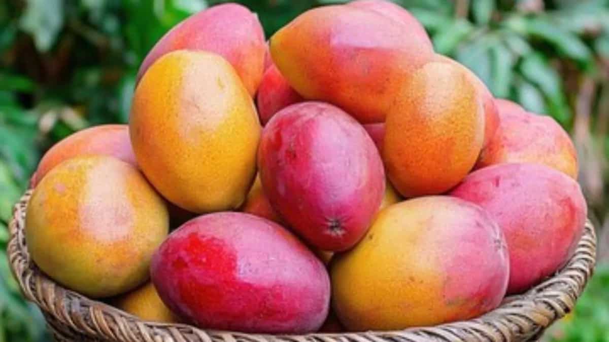 How to ripen mangoes naturally at home without carbide