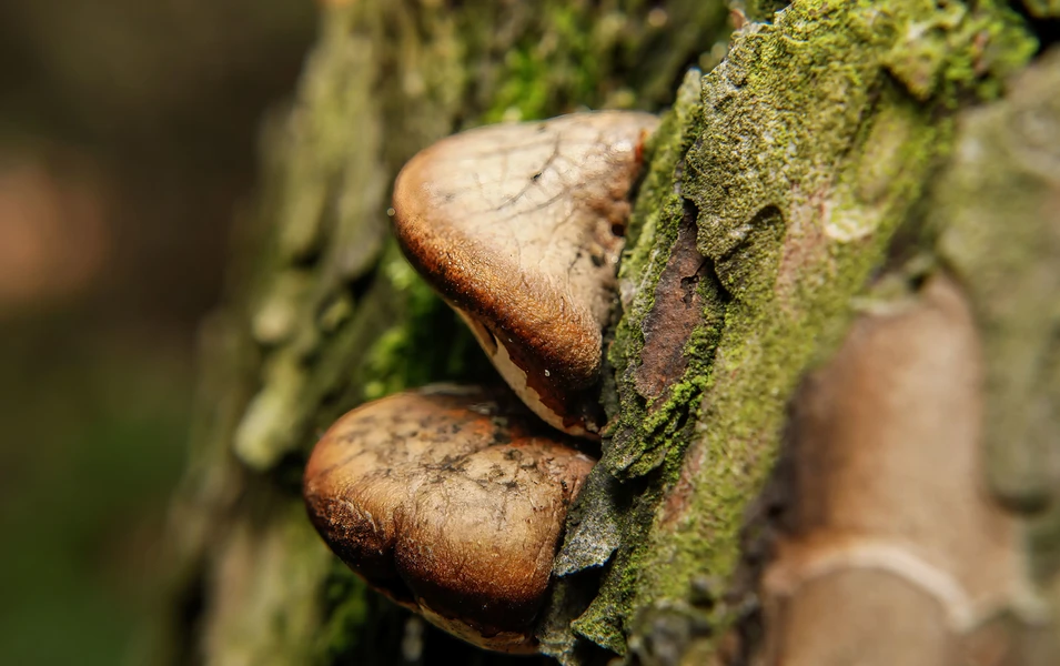 Fungi research reveals vital ecological roles and future potential