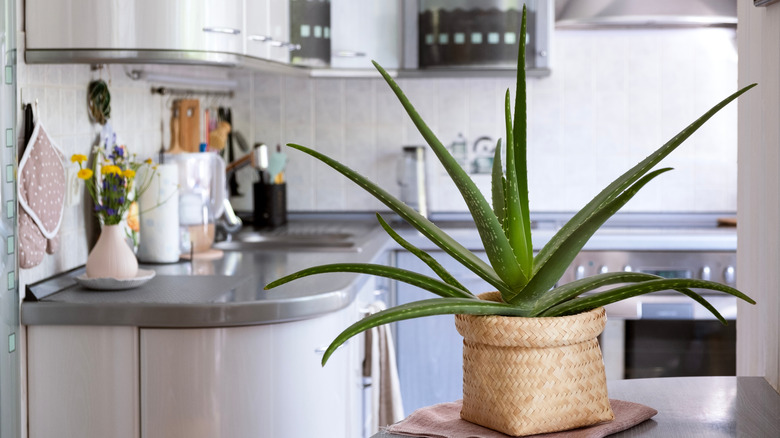 13 absolute best houseplants to add to your kitchen